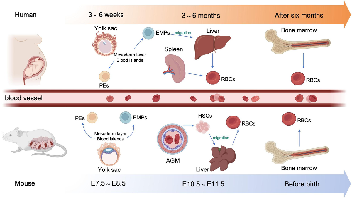 Frontiers | Immunoregulation role of the erythroid cells