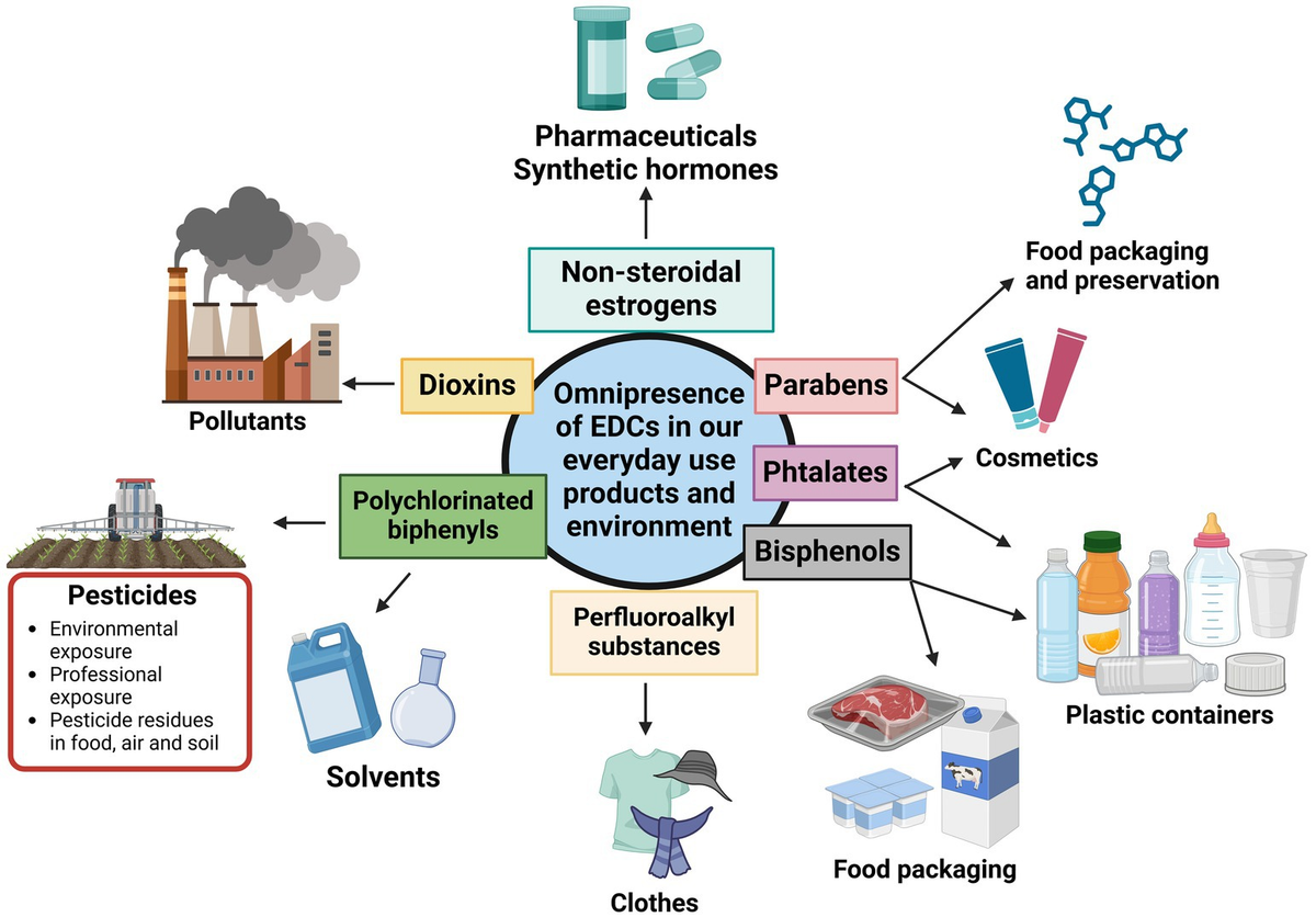 Frontiers | Endocrine disruptor chemicals exposure and female fertility ... Frontiers | Endocrine disruptor chemicals exposure and female fertility ...