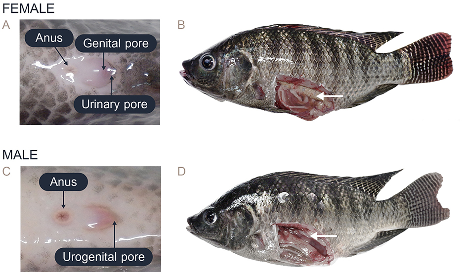 Frontiers | Ultrasonography for non-invasive sex identification and ...