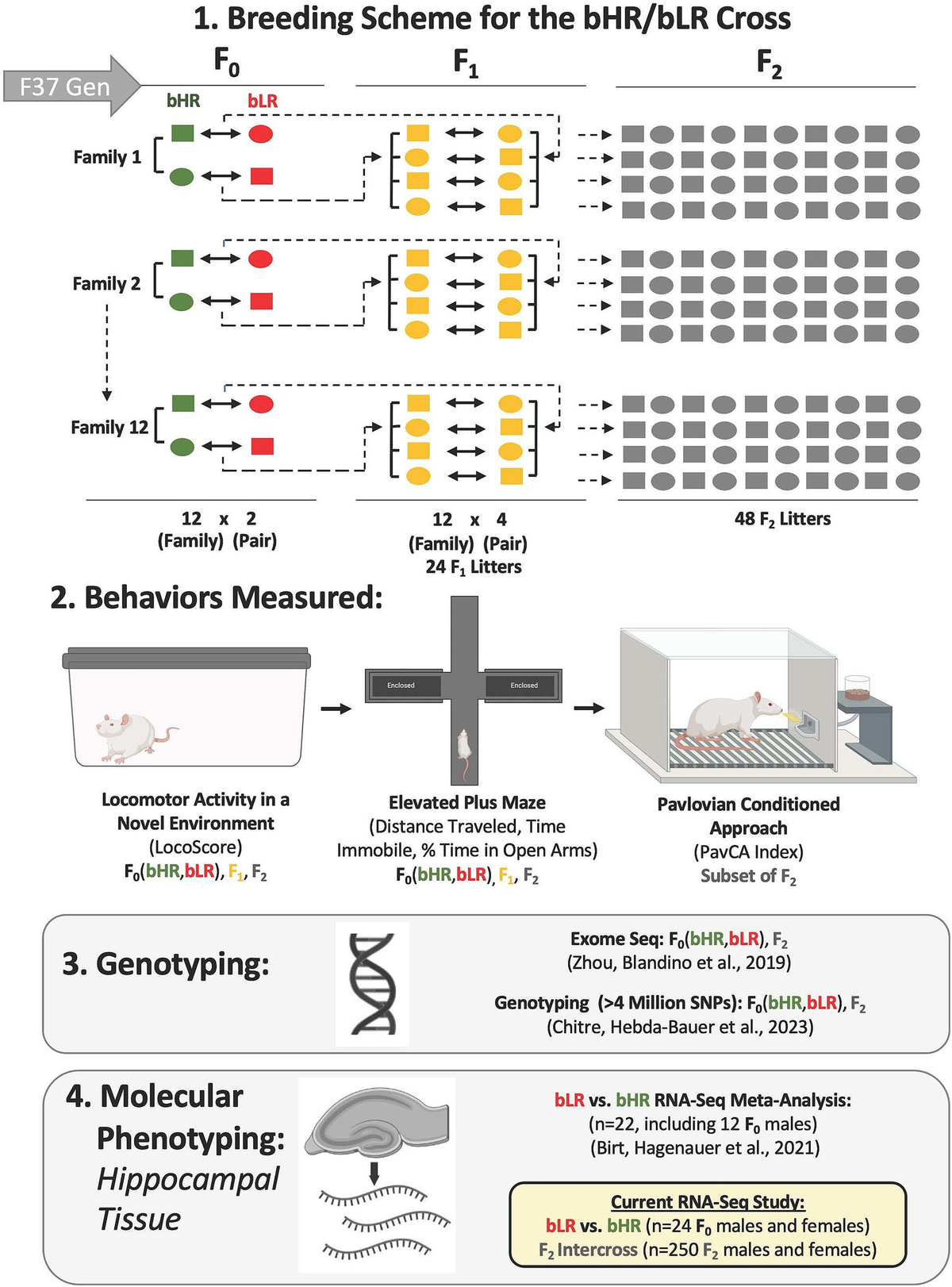 Frontiers | Bioenergetic-related gene expression in the hippocampus ...