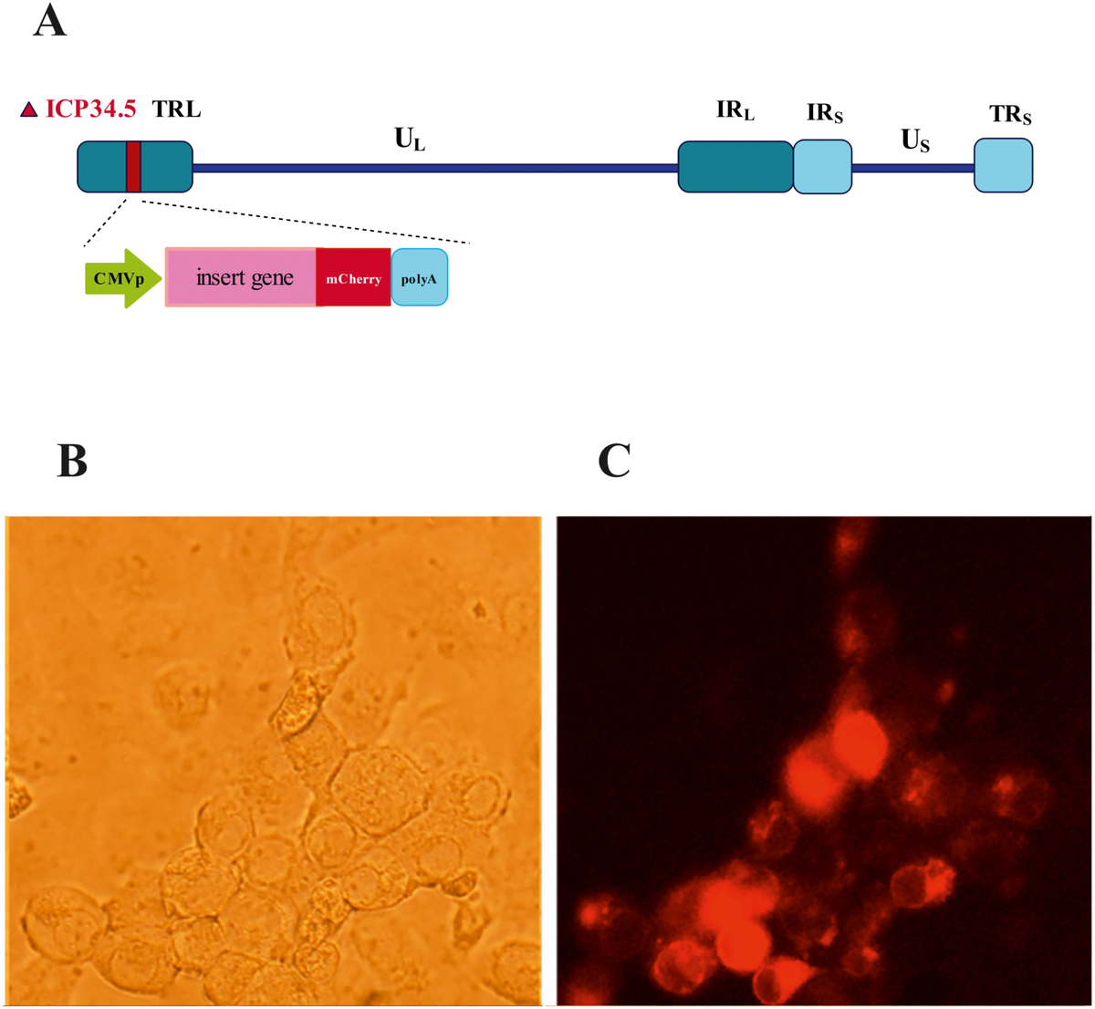 Frontiers | Rational strategies for designing next-generation oncolytic ...