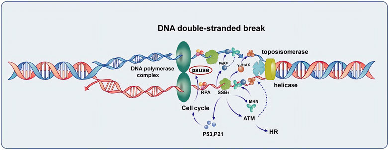 Frontiers | The single-strand DNA-binding protein SSB1 is involved in ...