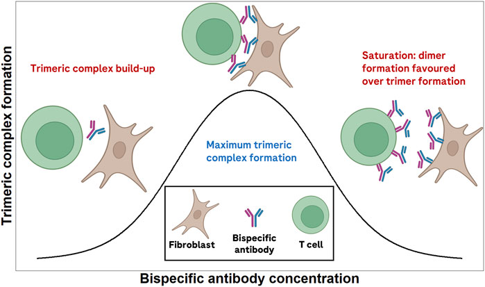 Frontiers | Combining mathematical modeling, in vitro data and clinical target expression to ...