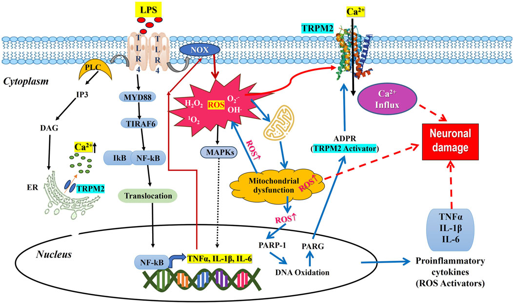 Frontiers | TLR4 induced TRPM2 mediated neuropathic pain