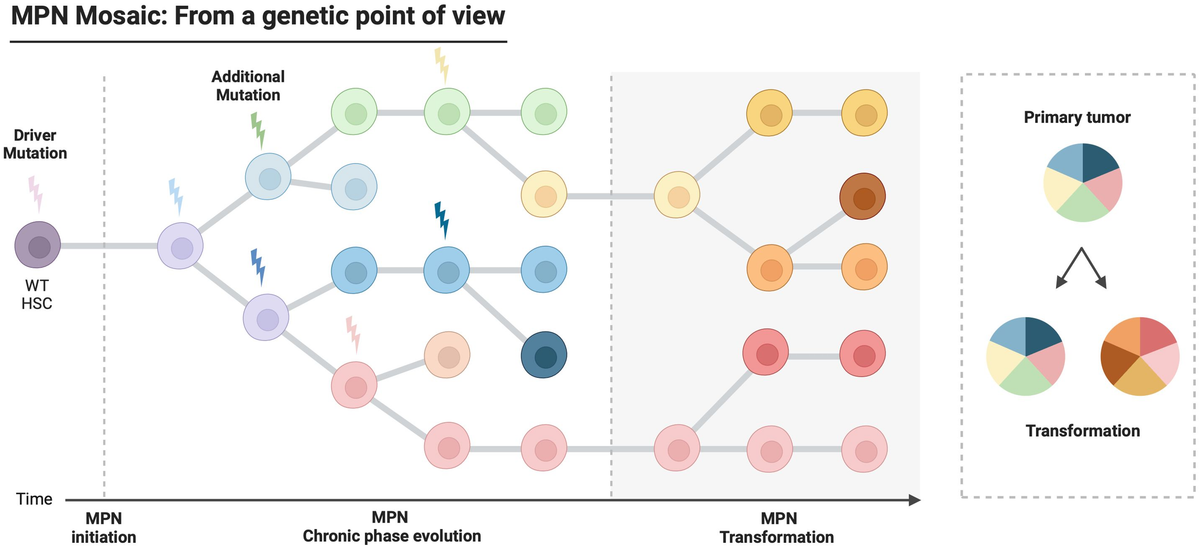 Frontiers | Clonal evolution: a landmark of MPN evolution