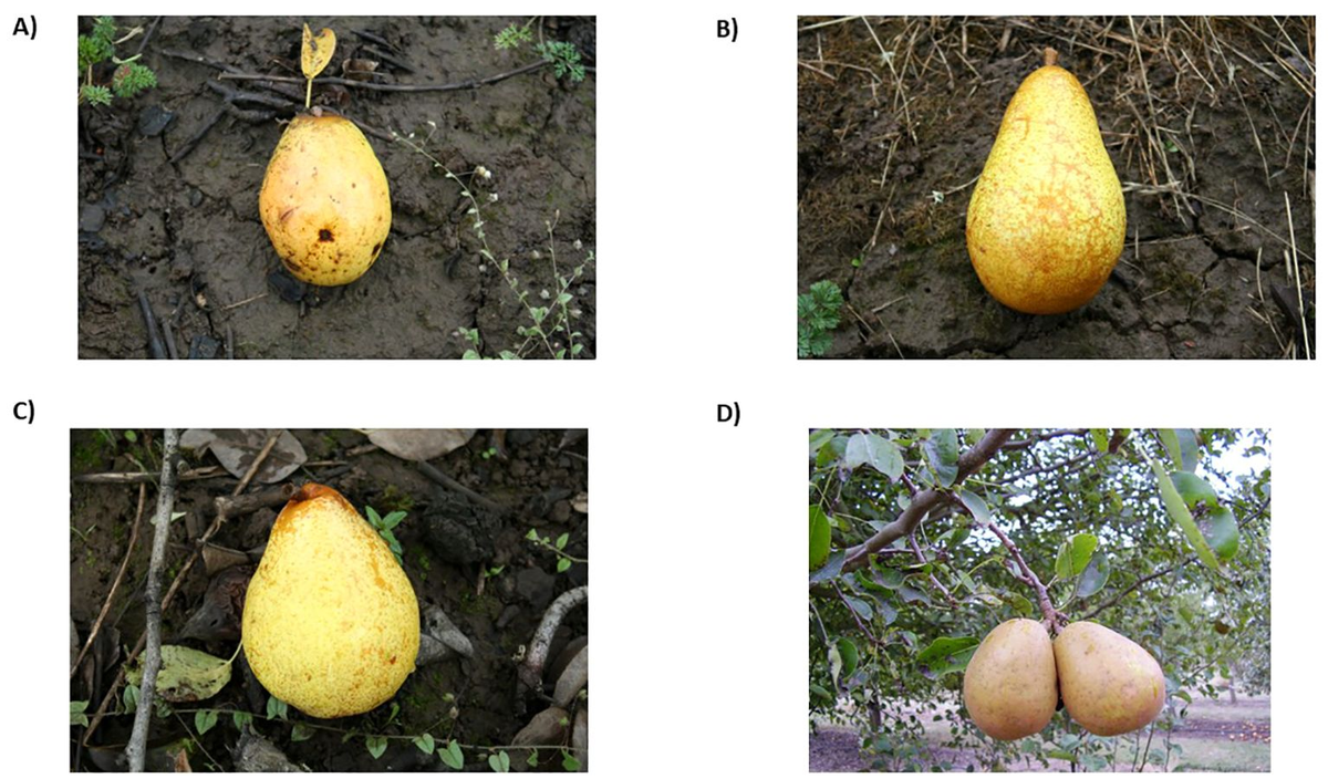 Frontiers | Over a century of pear breeding at the USDA