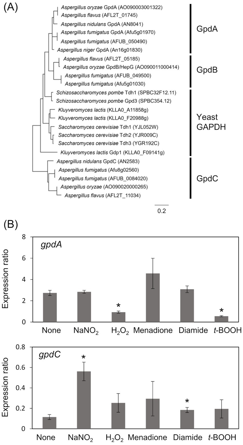 Frontiers | Fungal glyceraldehyde 3-phosphate dehydrogenase GpdC ...