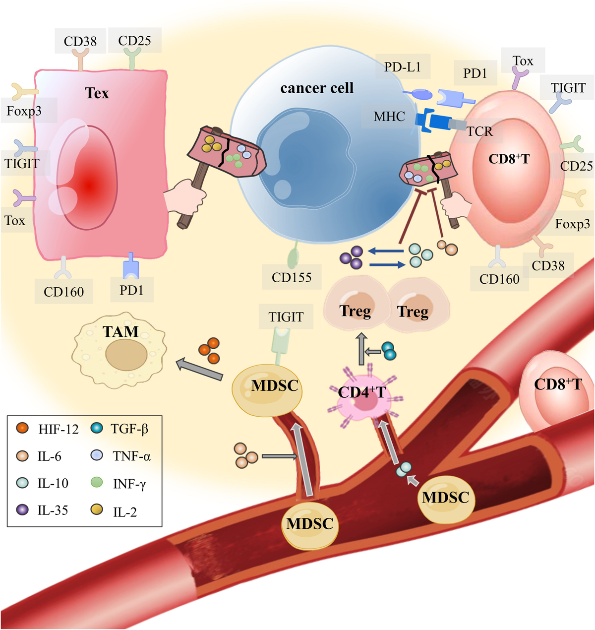 Frontiers | CD8+ T cell exhaustion and its regulatory mechanisms in the ...