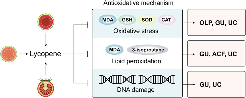 Frontiers | Emerging functions of lycopene in the management of ...