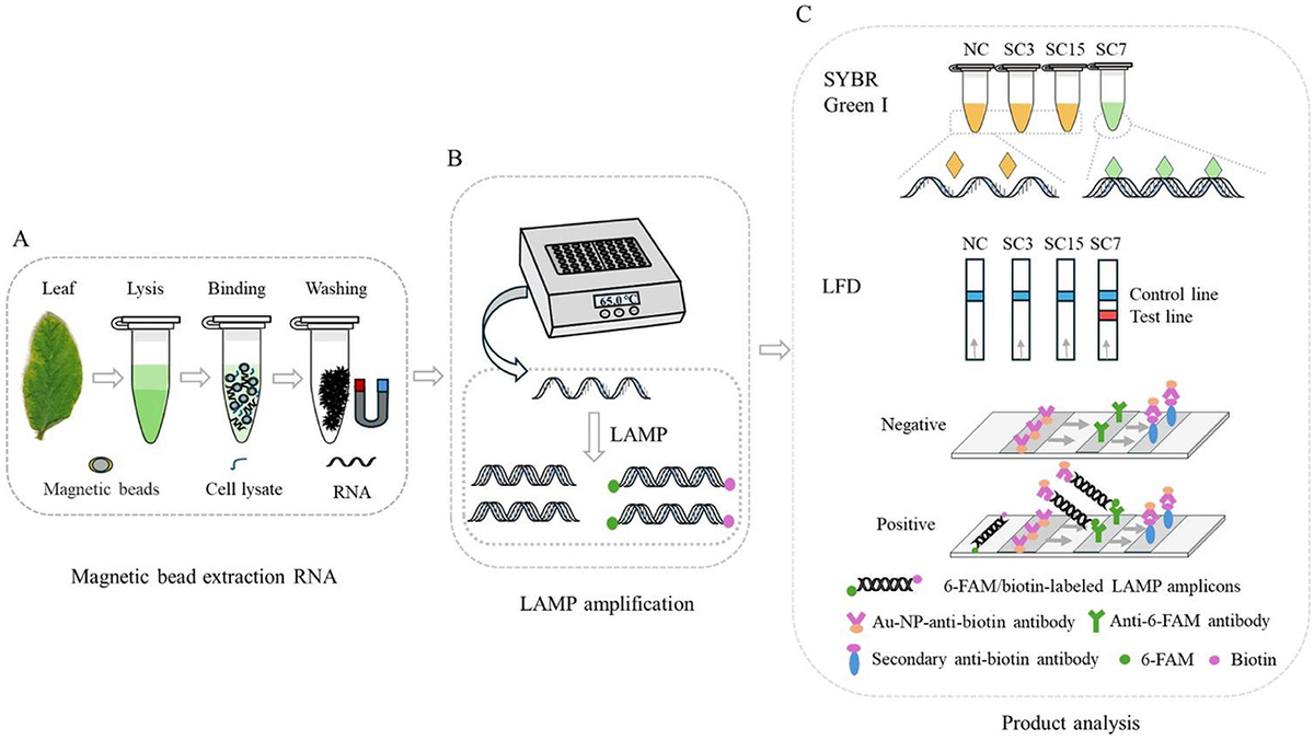 Frontiers | Swift and portable detection of soybean mosaic virus SC7 ...