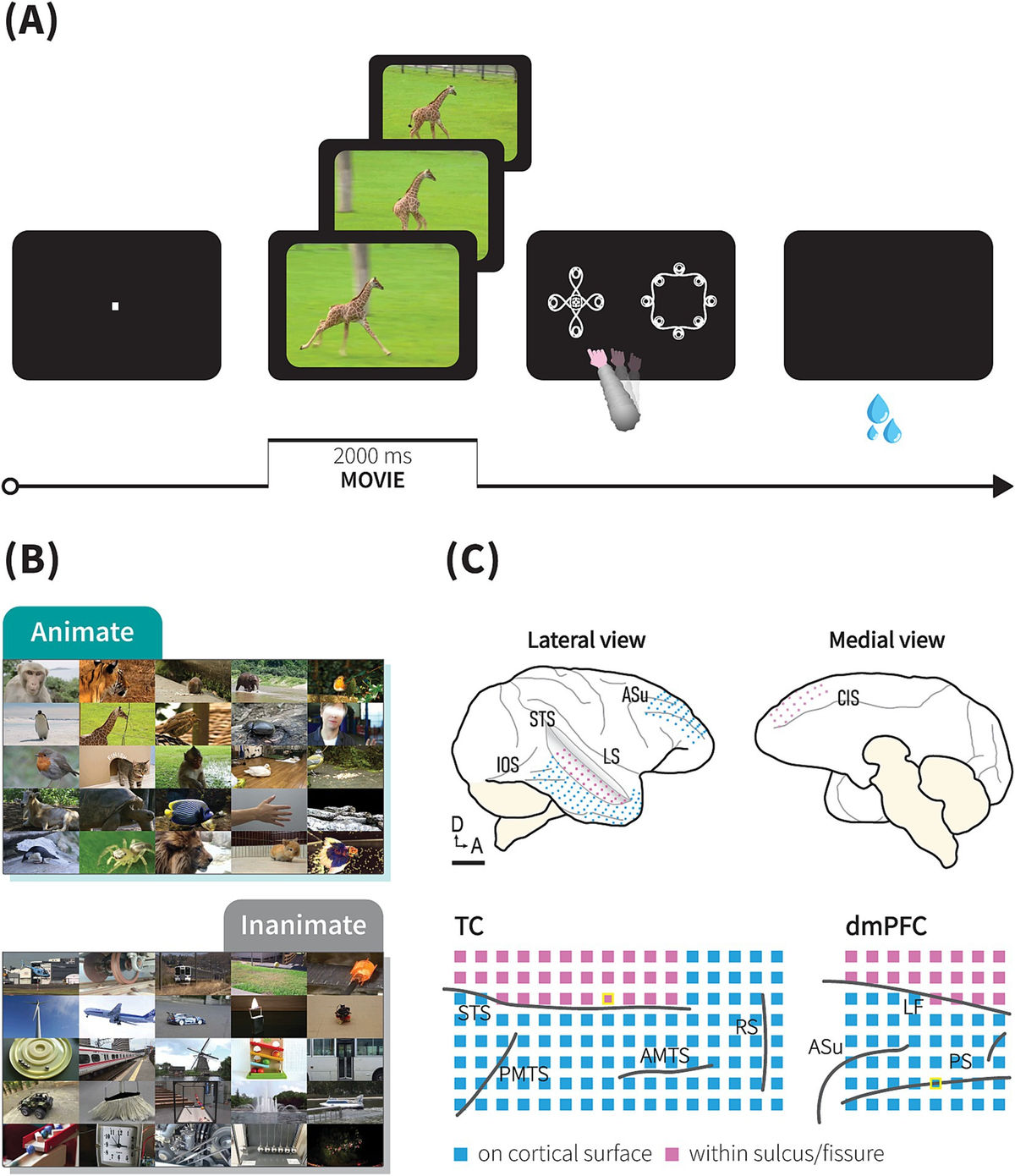 Frontiers | Animacy processing by distributed and interconnected ...