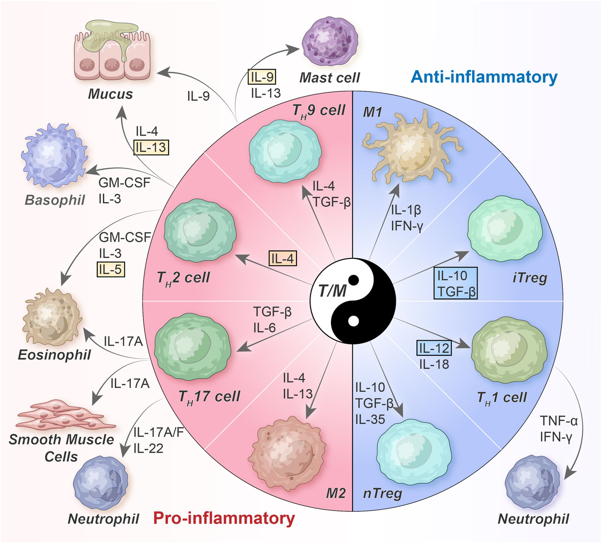 Frontiers | Immunologic aspects of asthma: from molecular mechanisms to ...