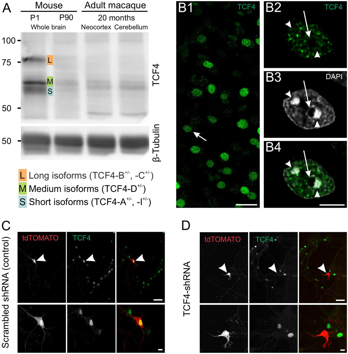 Frontiers | Transcription factor 4 expression in the developing non ...
