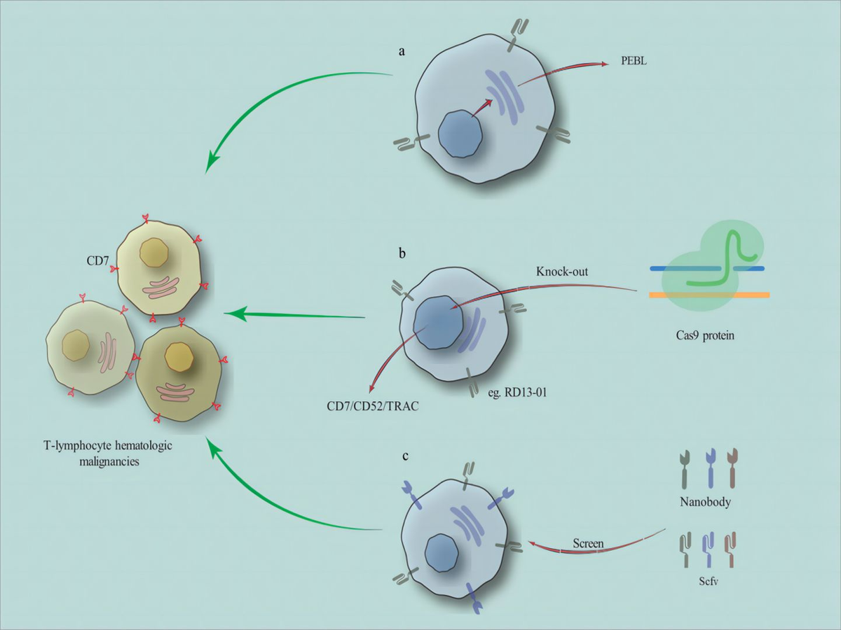 Frontiers | The efficacy and safety of CD7 chimeric antigen receptor T ...