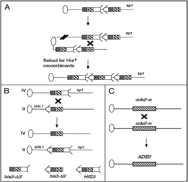 Frontiers | Checkpoint and recombination pathways independently ...