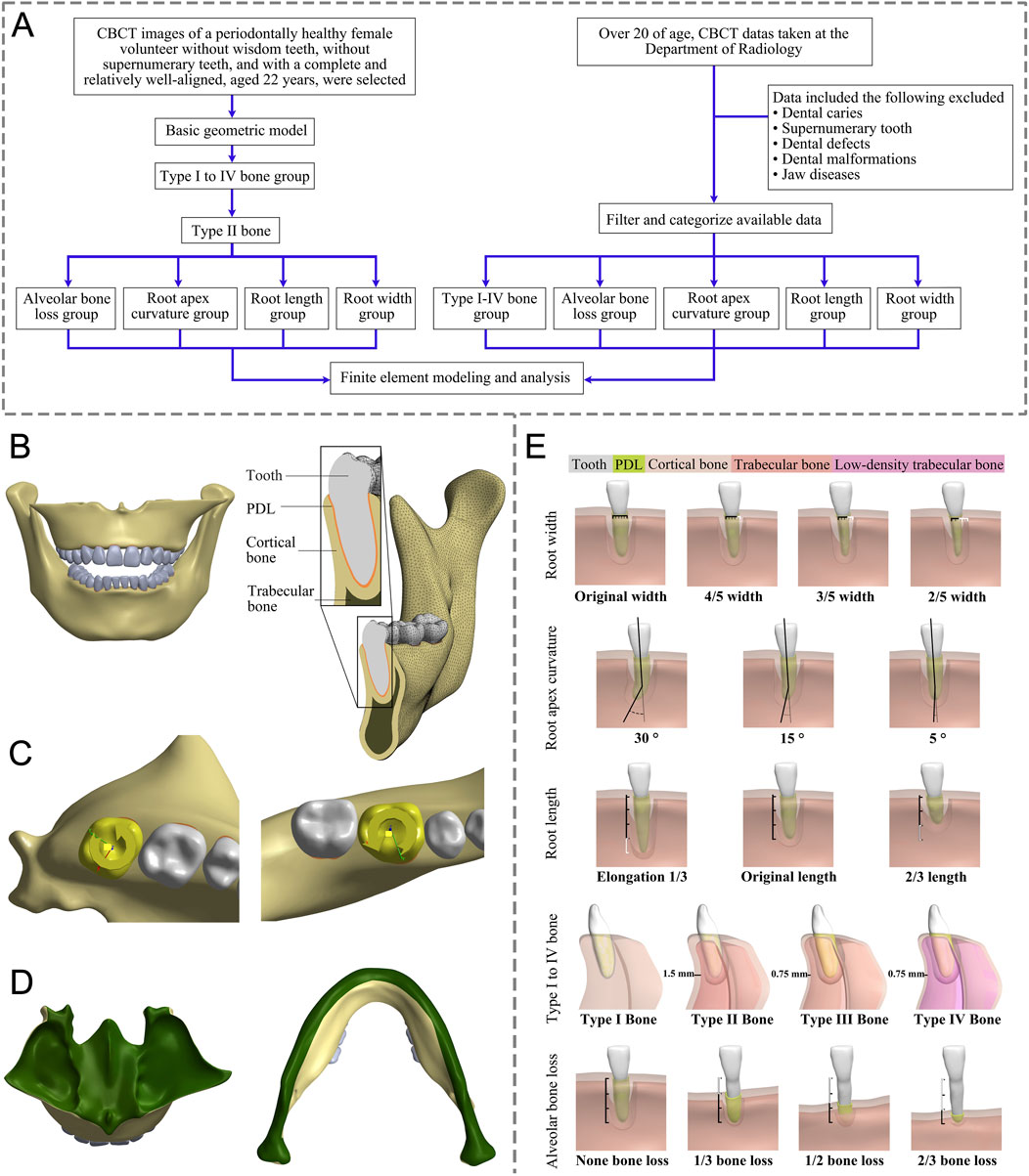 Frontiers | Clinical insights into tooth extraction via torsion method ...