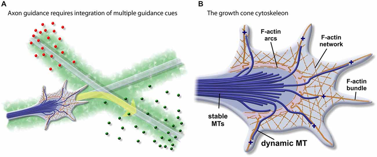 Frontiers | TIPsy tour guides: how microtubule plus-end tracking ...