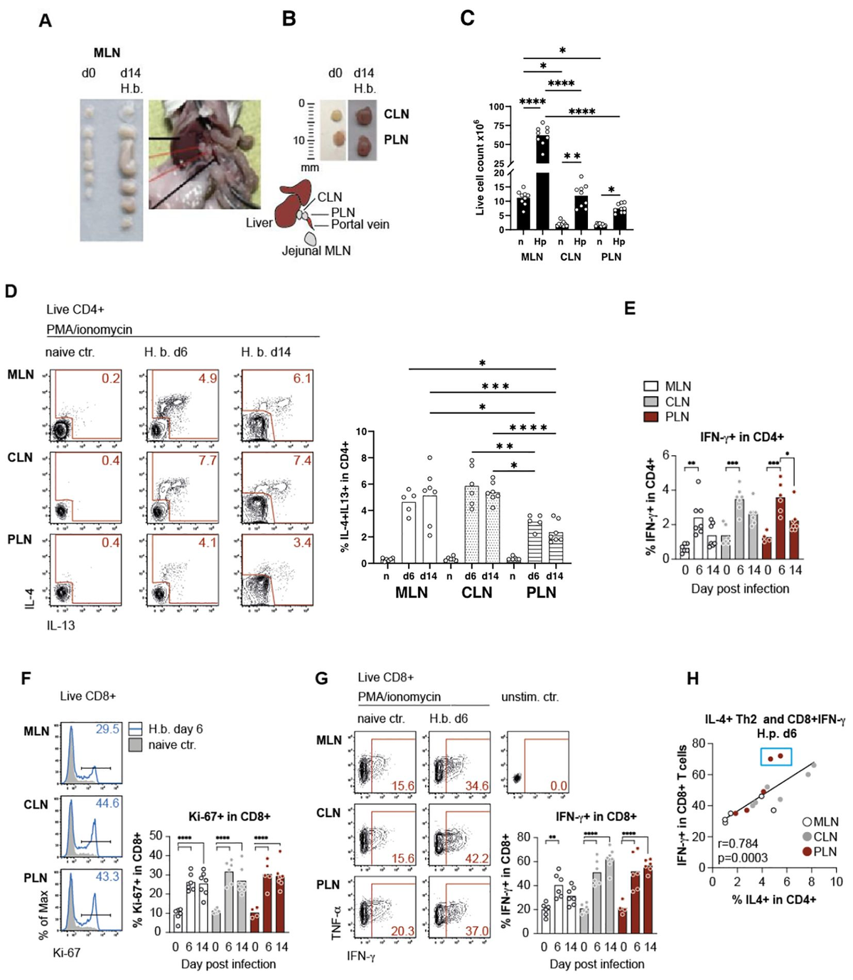 Frontiers | Liver-draining portal lymph node responds to enteric ...