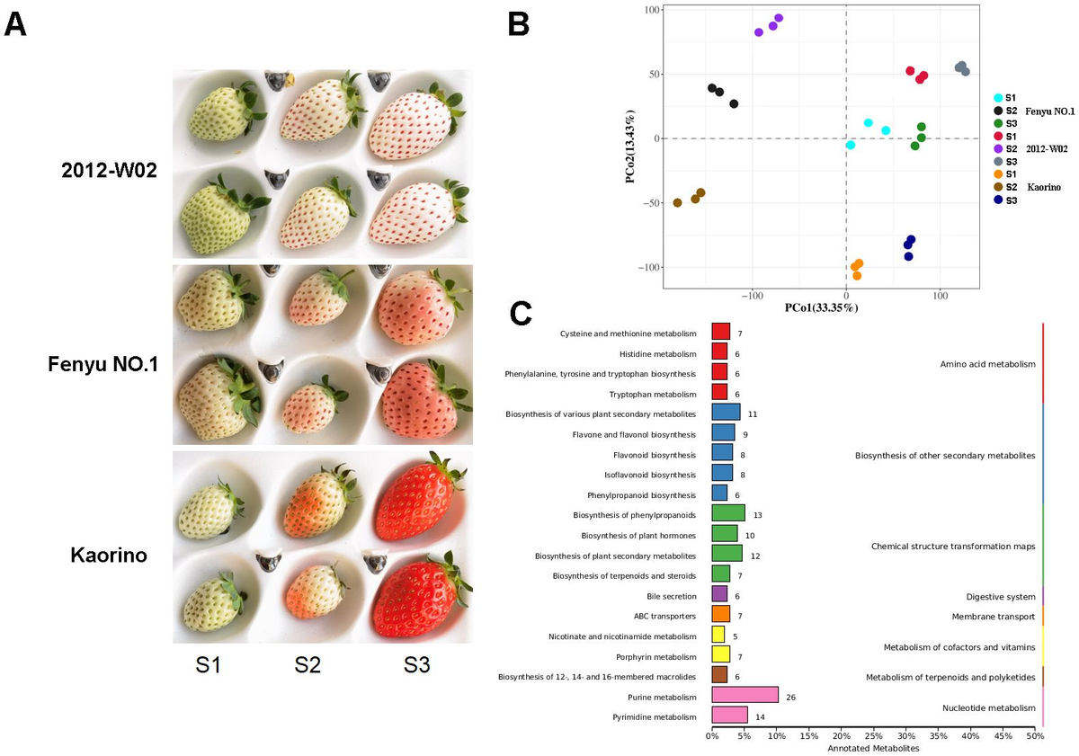 Frontiers | Combined transcriptome and metabolome analysis revealed the ...