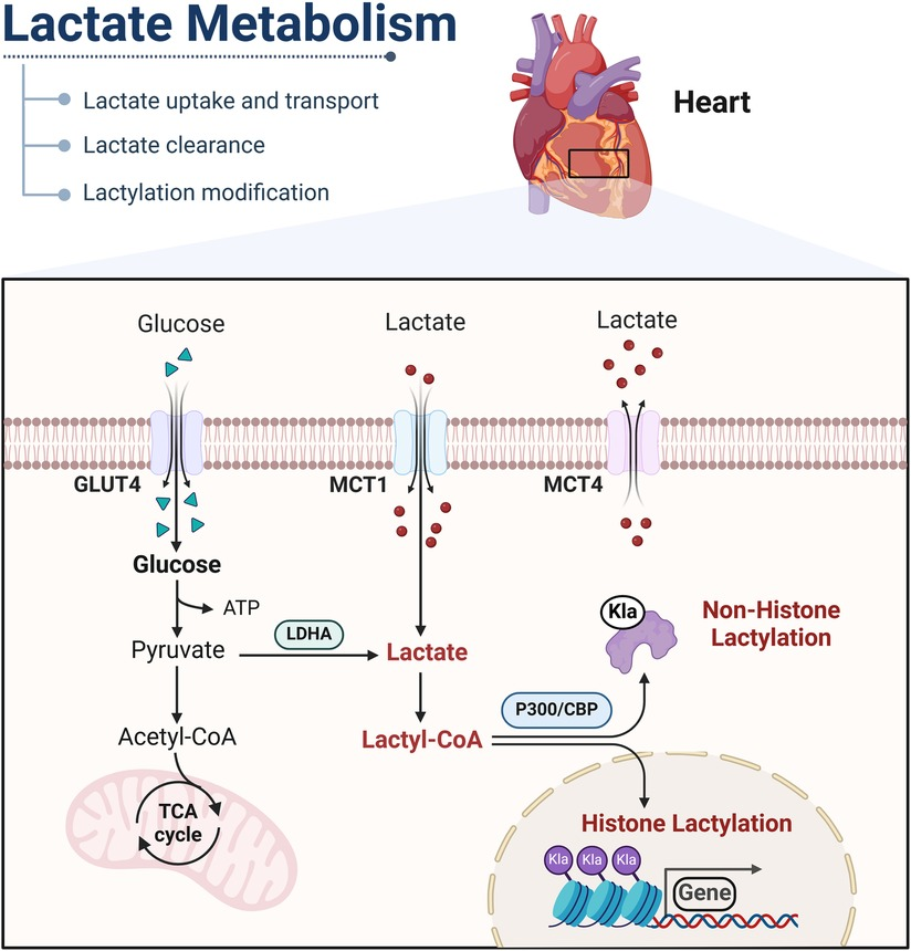 Frontiers | Lactate metabolism and lactylation in cardiovascular ...