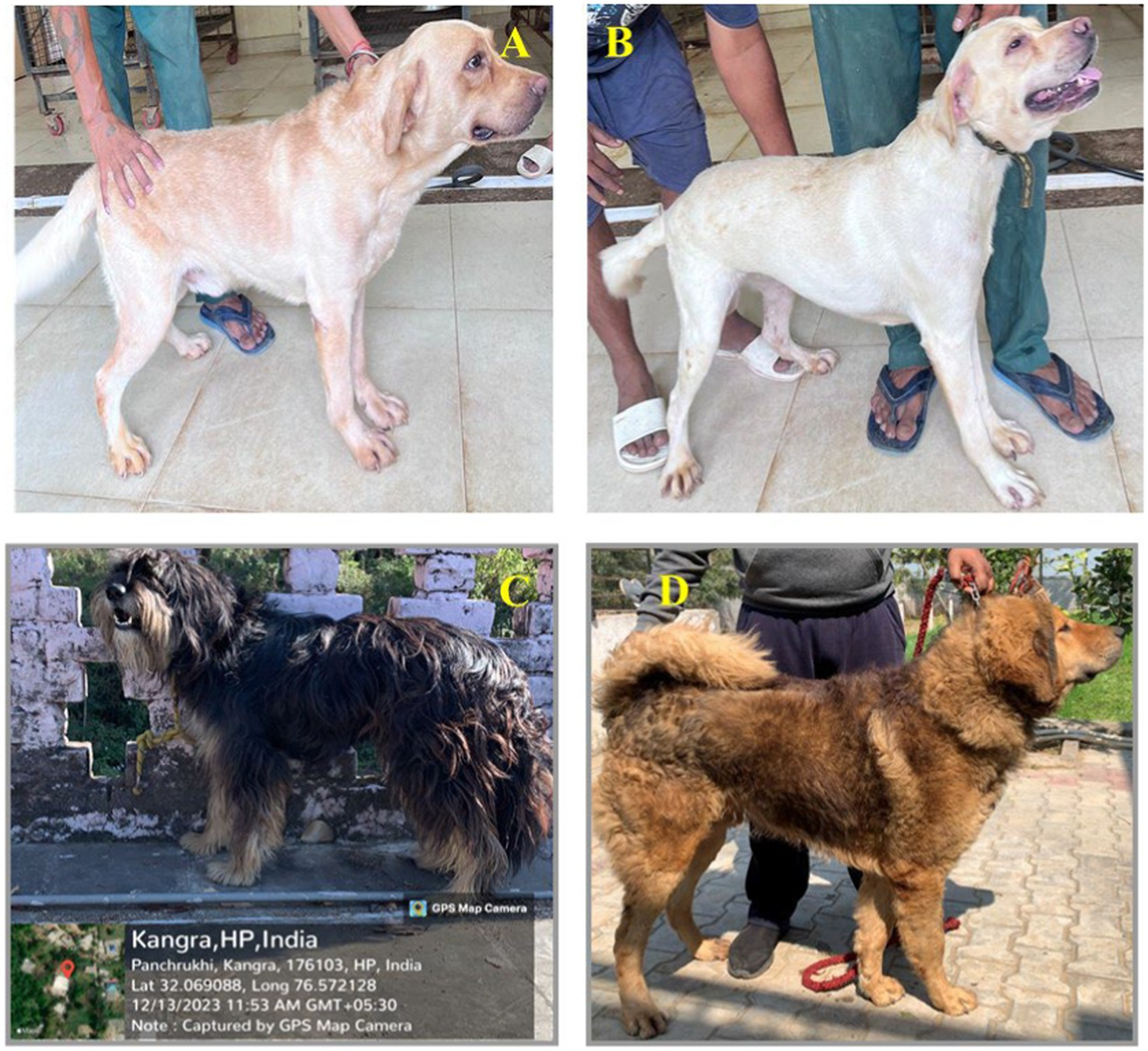 Frontiers | In-vitro transcriptomic profiling of indigenous Gaddi vis-à ...