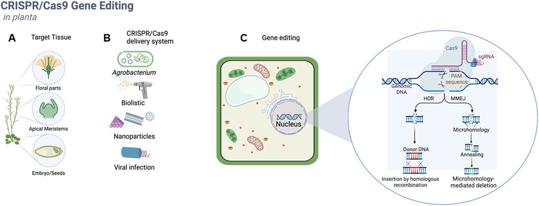 Frontiers | Crop genome editing through tissue-culture-independent ...