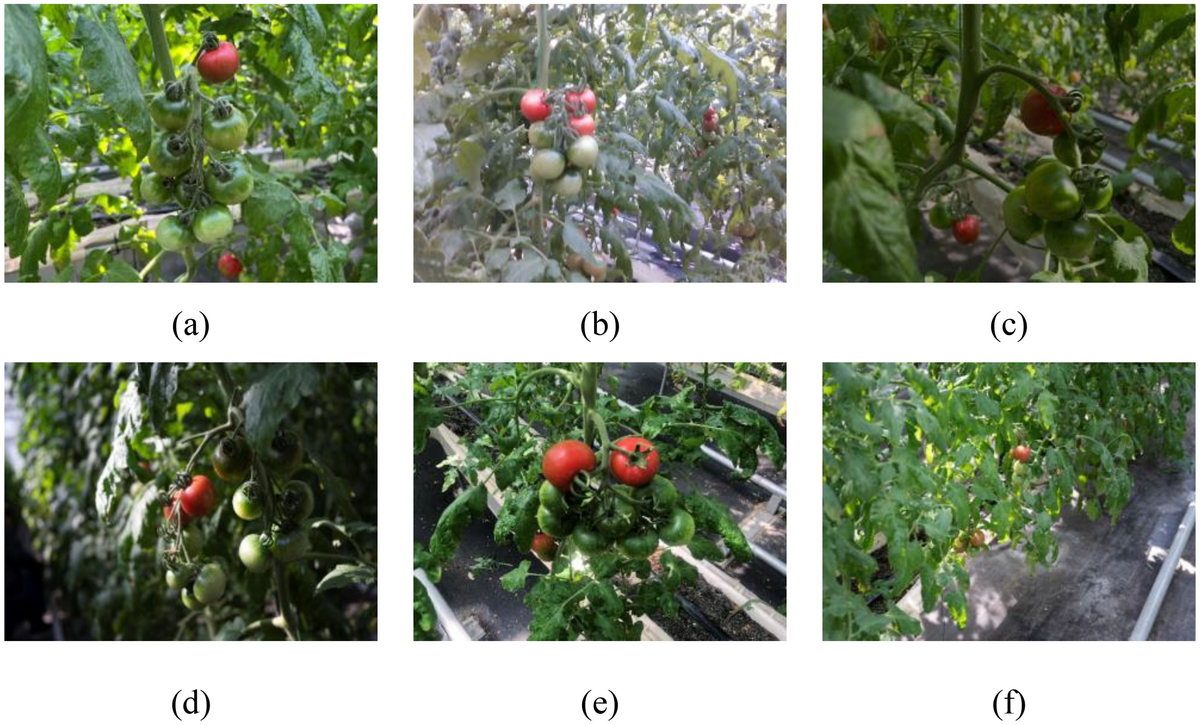 Frontiers | CTDA: an accurate and efficient cherry tomato detection ...