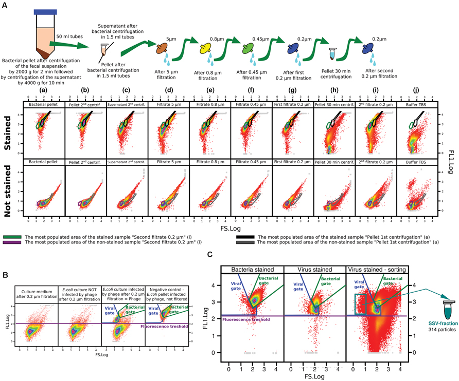 Frontiers | Direct sequencing of human gut virome fractions obtained by ...