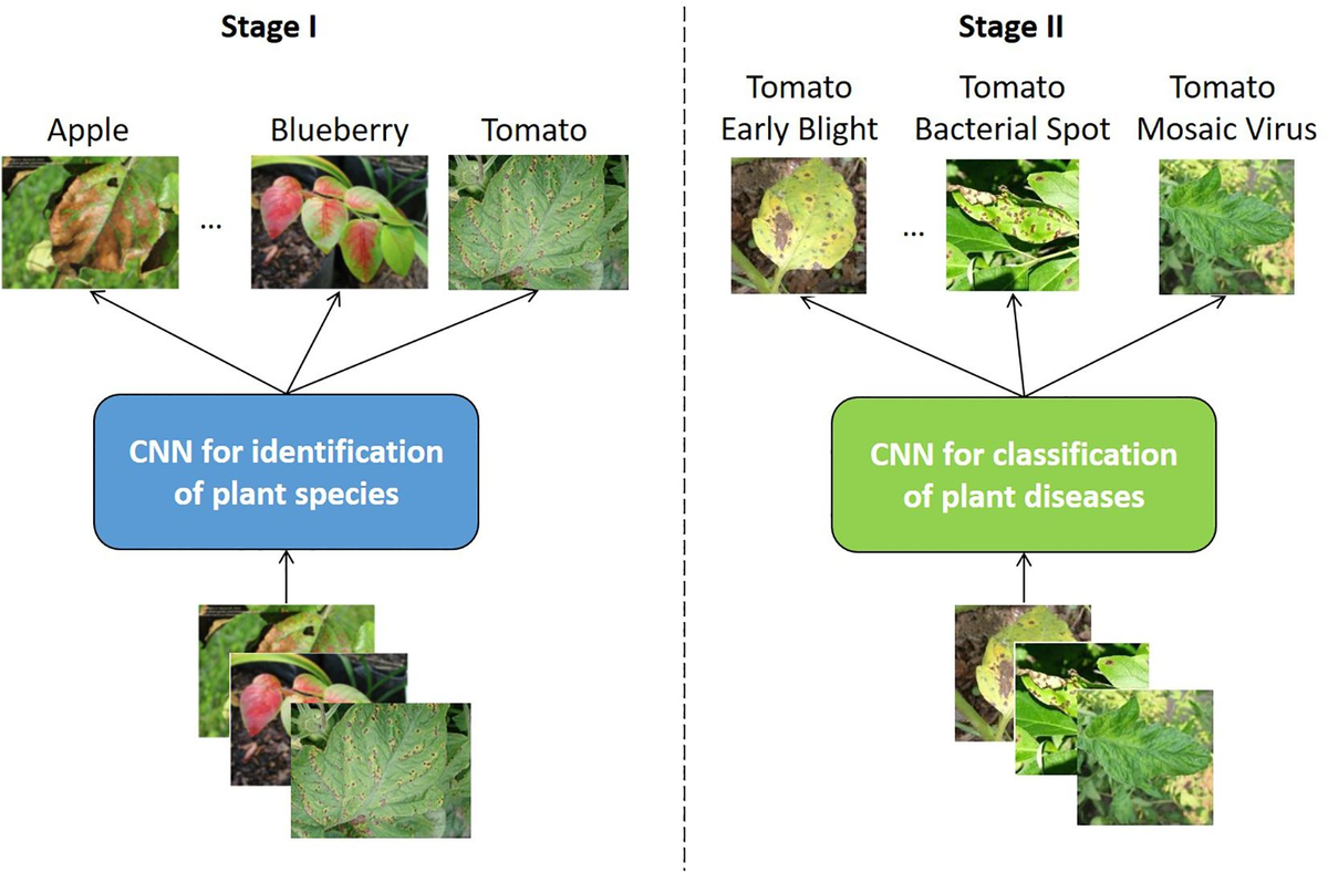 Frontiers | Deep learning networks-based tomato disease and pest ...