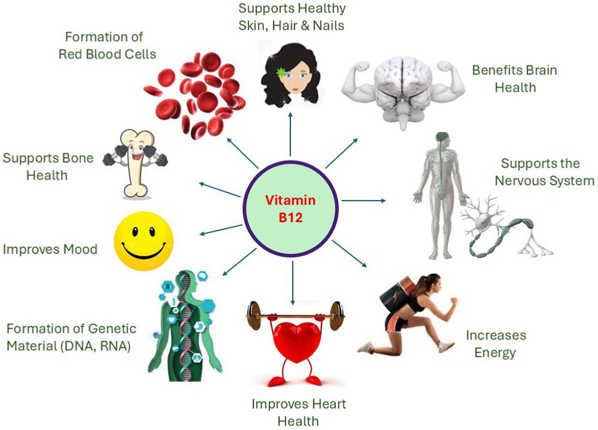 Frontiers | Comparative bioavailability study of supplemental oral ...