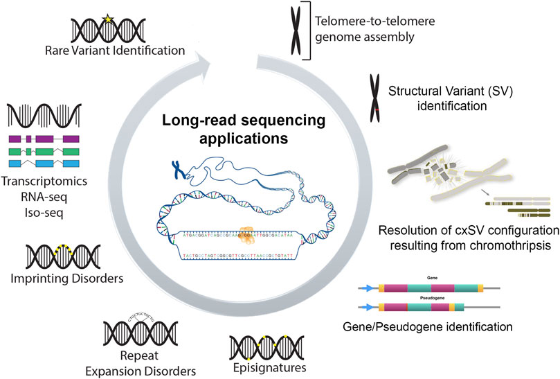 Frontiers | Editorial: The clinical utility of long read sequencing to improve diagnostic yield ...