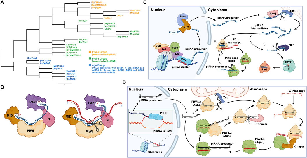 Frontiers | Somatic piRNA and PIWI-mediated post-transcriptional gene ...