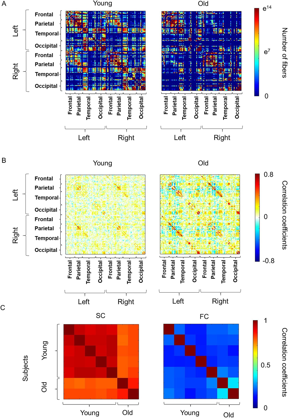 Frontiers | Age-related alterations in functional and structural networks in the brain in ...