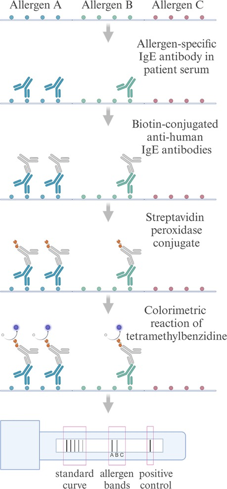 Frontiers | Comparison of the new RIDA qLine Allergy multiparameter ...