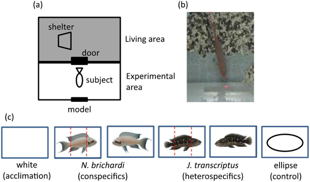Frontiers | The ability of teleost fishes to recognize individual faces ...