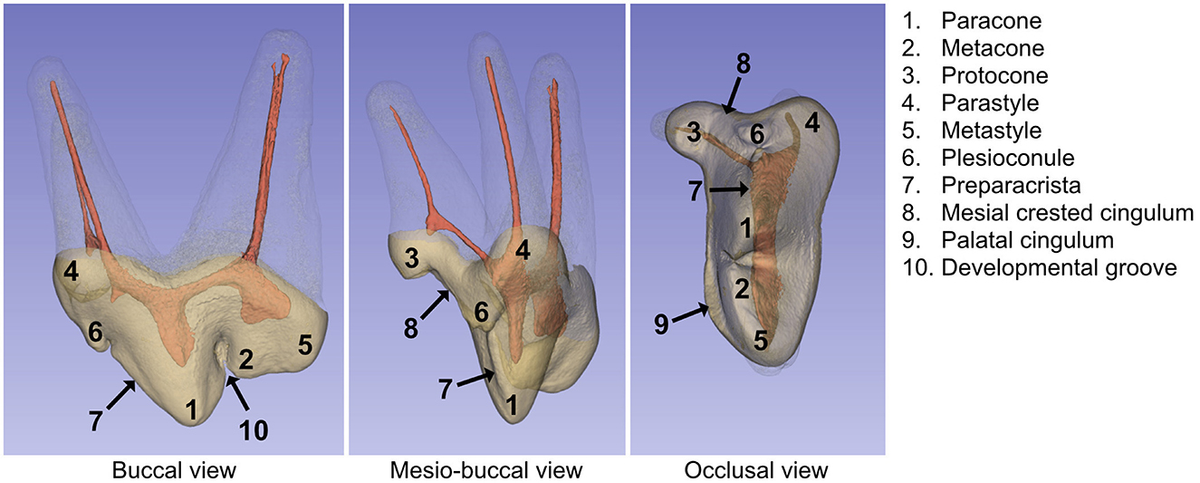 Frontiers | A micro-CT study of the pulp cavity morphology of maxillary ...
