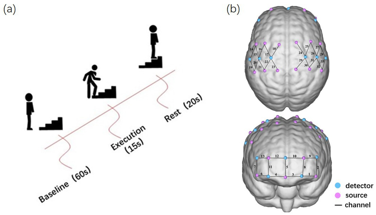 Frontiers | Brain near-infrared study of upstairs movement after ...