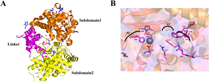 Frontiers | Comprehensive review on neprilysin (NEP) inhibitors: design ...