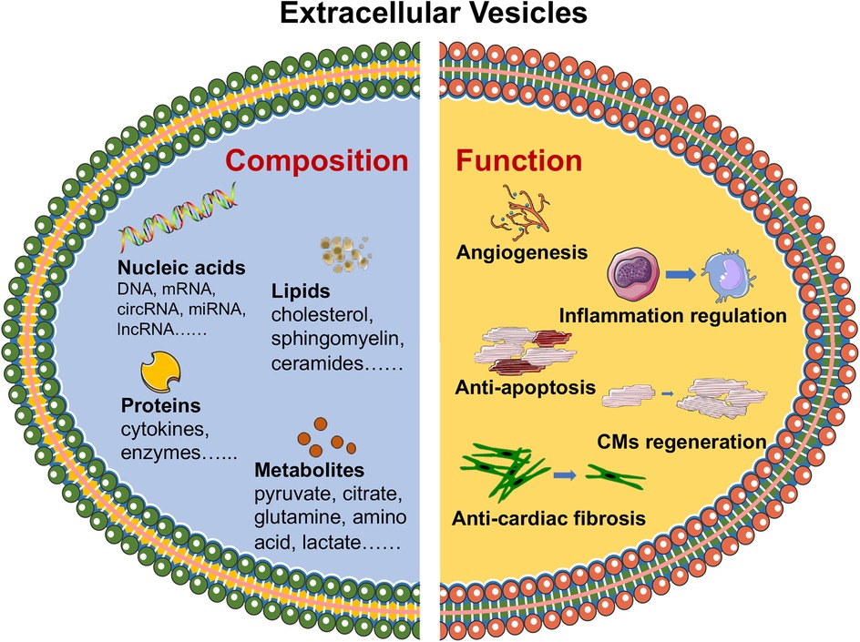 Frontiers | Engineering extracellular vesicles for targeted ...