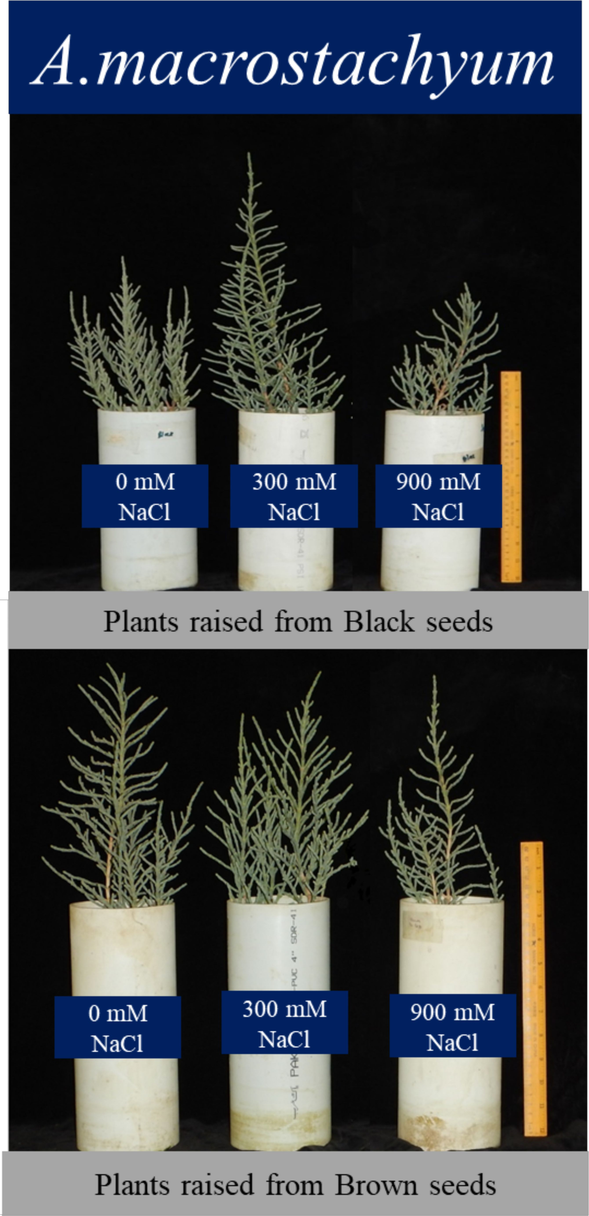 Frontiers | Insights into the salinity tolerance of the succulent ...