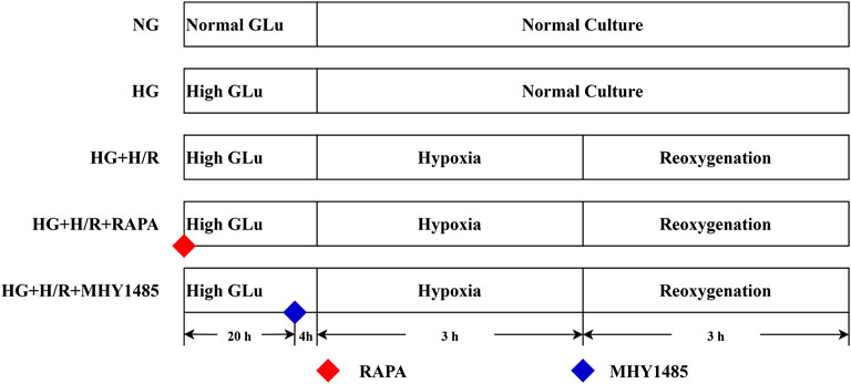 Frontiers | Mechanism of mTOR/RILP-regulated autophagic flux in ...