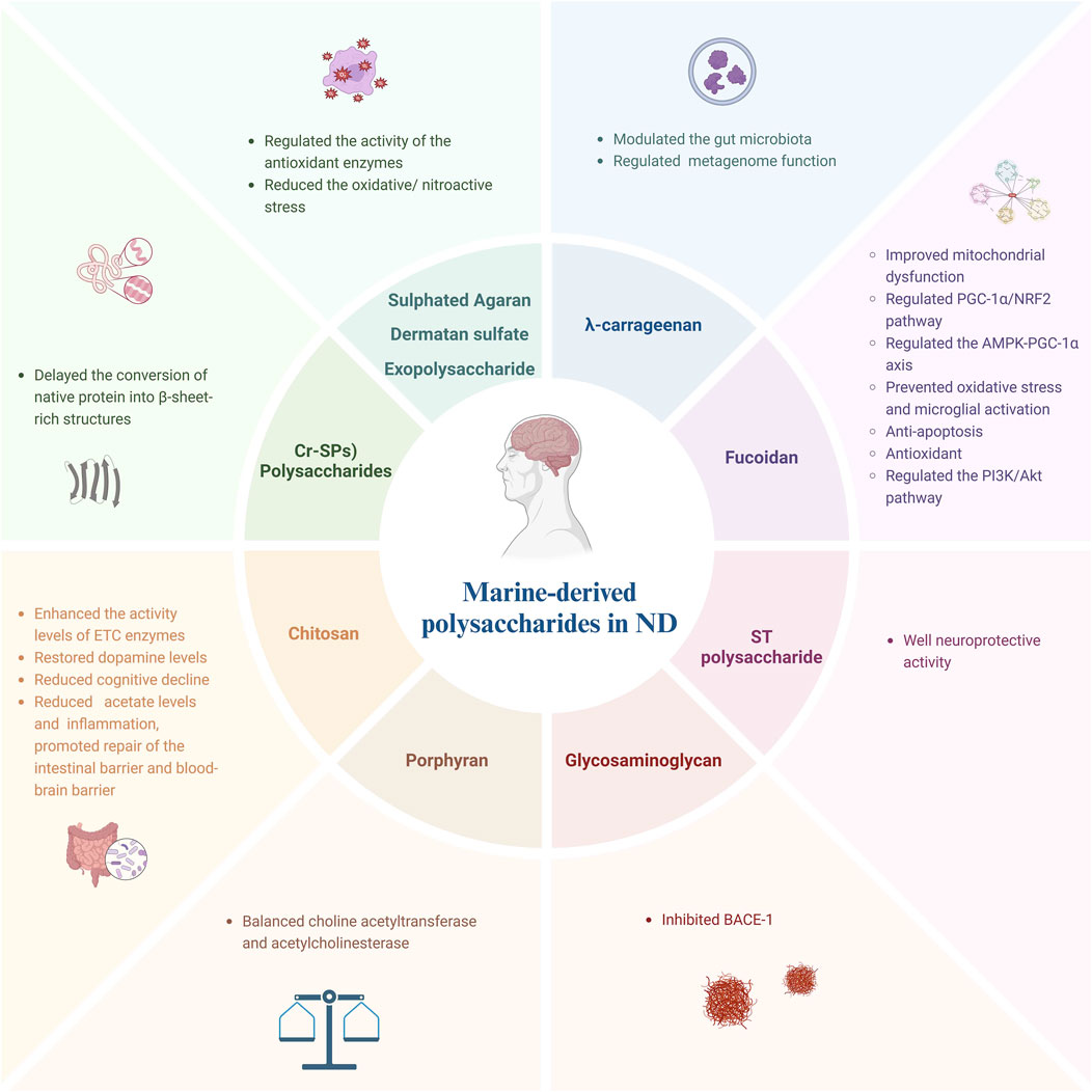 Frontiers | Marine-derived polysaccharides: the potential agents against neurodegenerative diseases