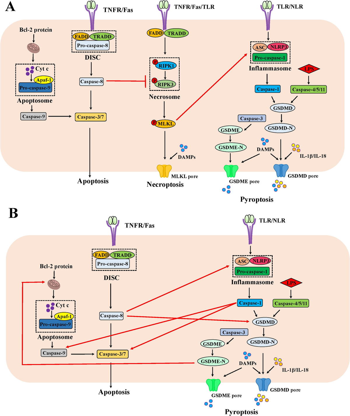 Frontiers | PANoptosis in intestinal epithelium: its significance in ...