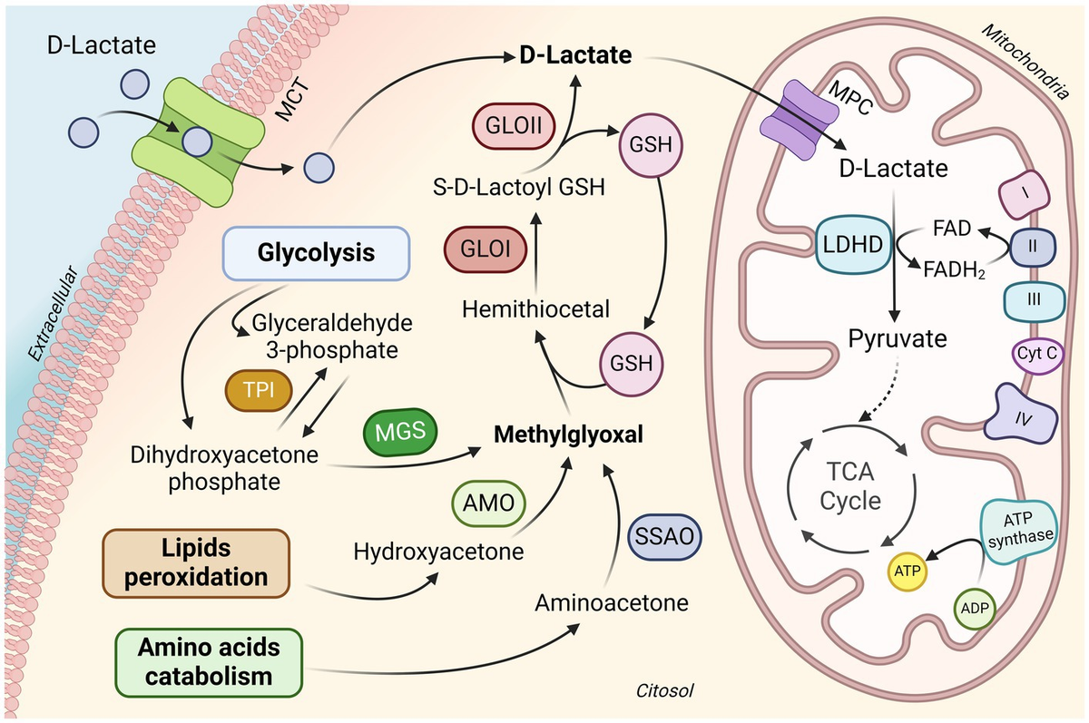 Frontiers | The D-lactate enigma: exploring the inflammatory influence ...