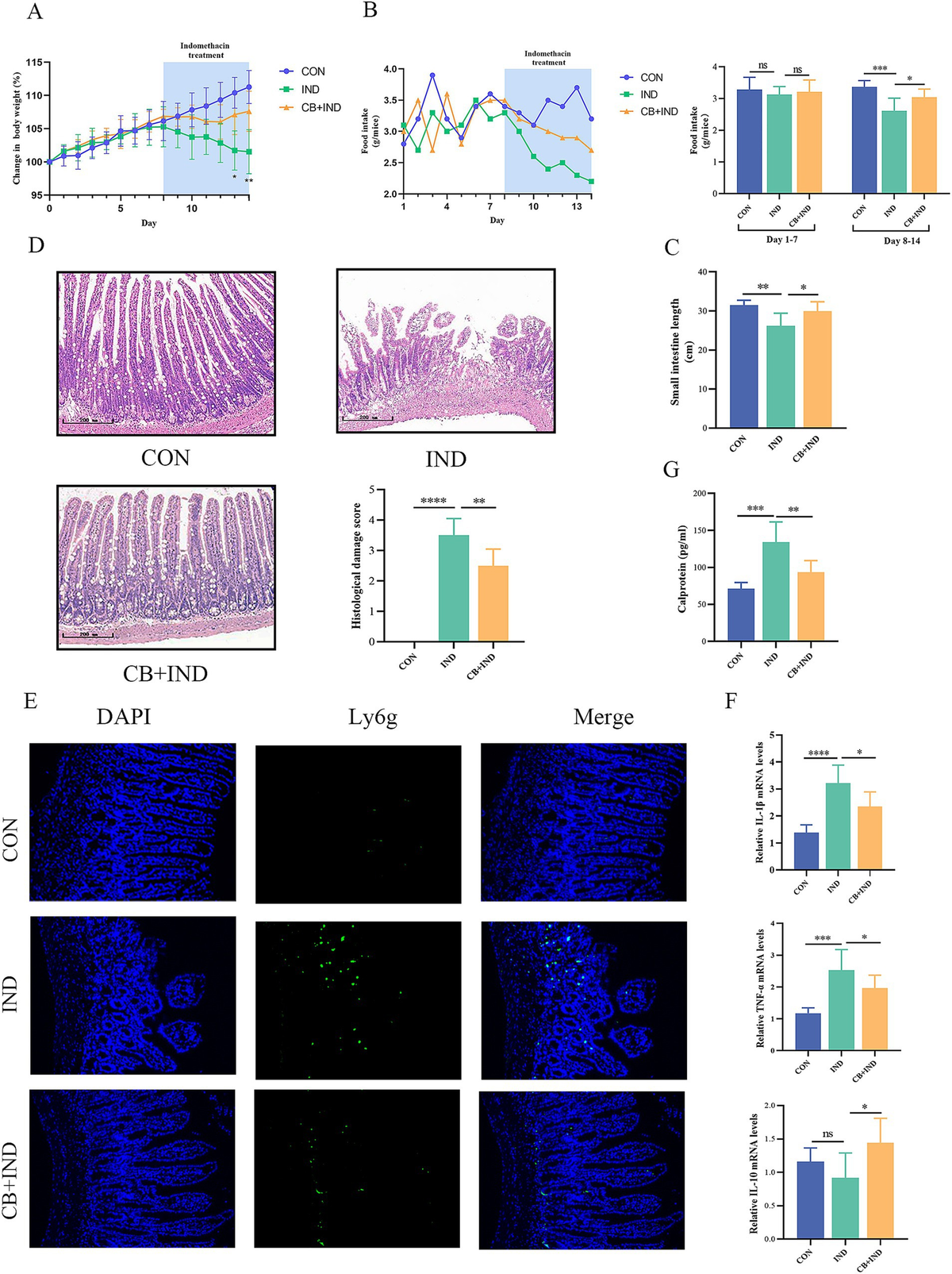 Frontiers | Clostridium butyricum ameliorates indomethacin-induced ...