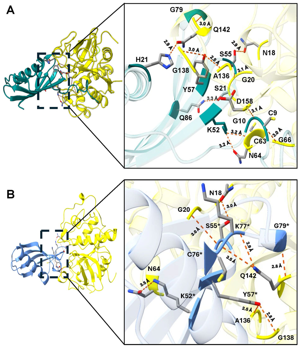 Frontiers | Trichocystatin-2 from Trichomonas vaginalis: role of N ...