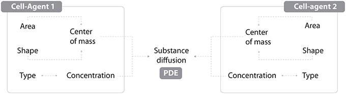 Frontiers | Cell-Based Models in Plant Developmental Biology: Insights ...
