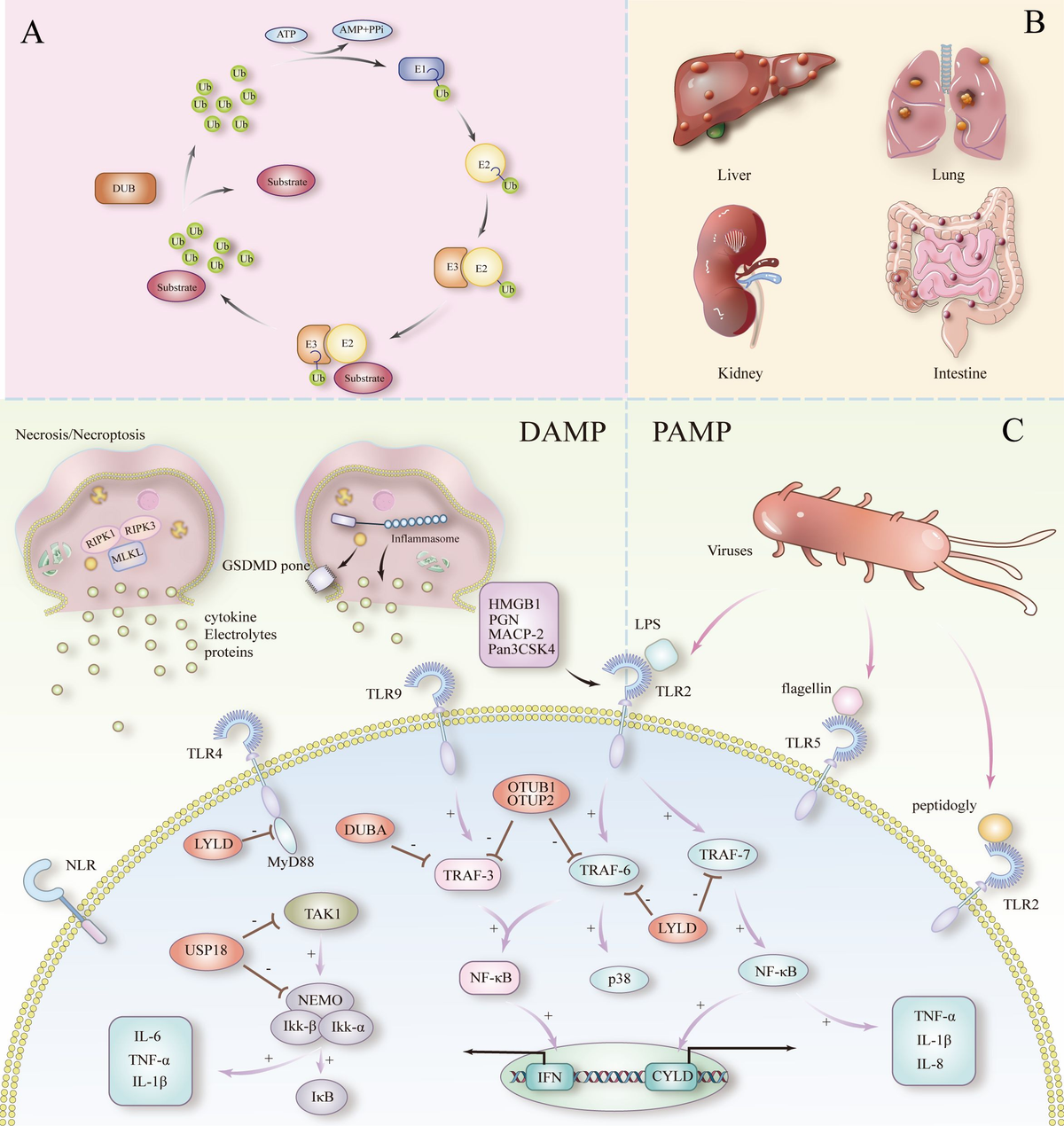 Frontiers | Regulation of ubiquitination in sepsis: from PAMP versus ...