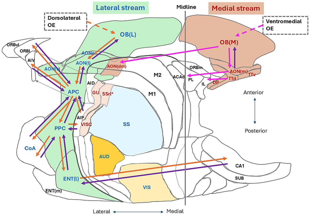 Frontiers | Associative learning and recollection of olfactory memory ...