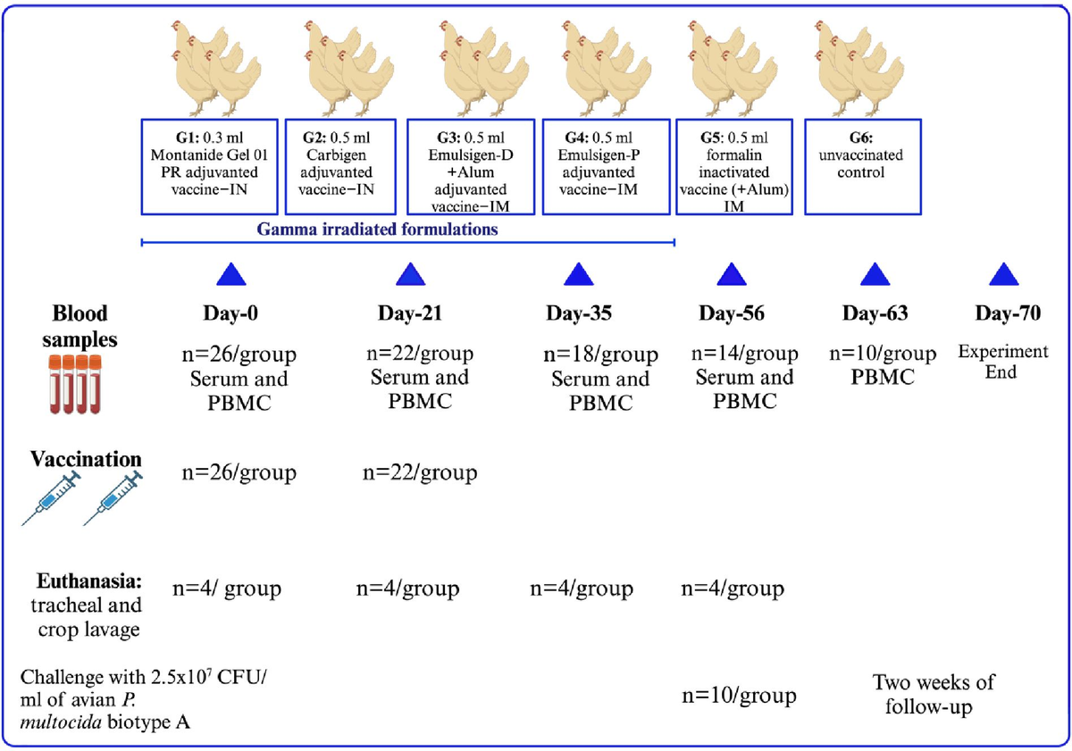 Frontiers | Gamma-irradiated fowl cholera vaccines formulated with ...